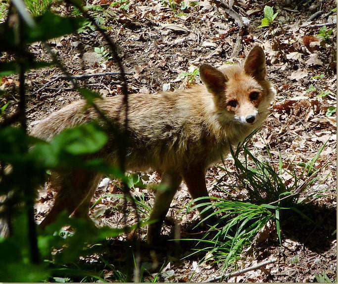 in Valgrande - La Fauna - Volpe