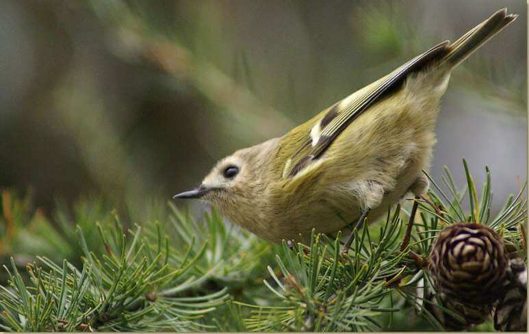in Valgrande - La Fauna - Regolo